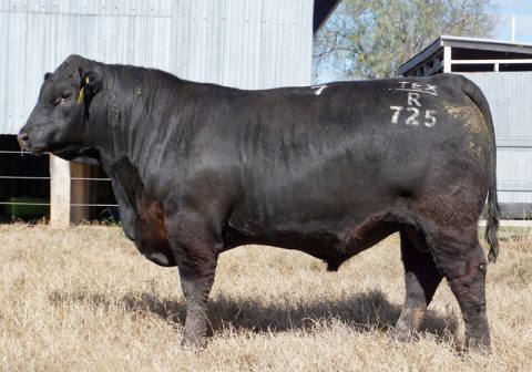 About Beef - Genetics Australia