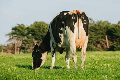 Dairy's 'green cow' and the licence to operate