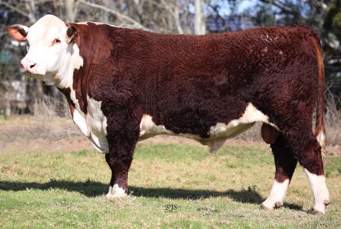 Wirruna Paton P048 - Genetics Australia